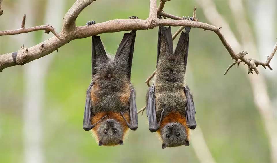 Chiroptera – Bats: facts, distribution & population | BioDB