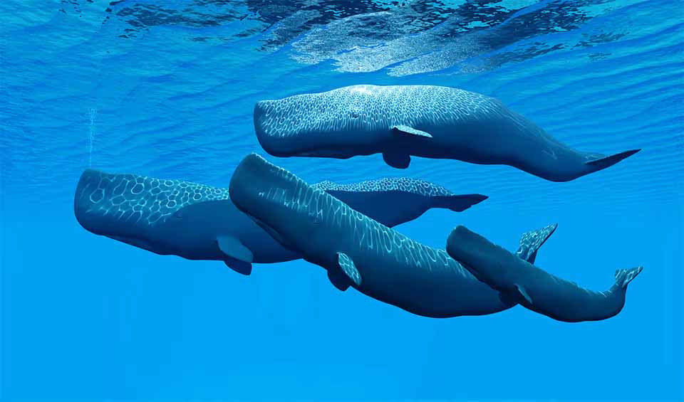 Cetacea – Whales & dolphins: facts, distribution & population | BioDB
