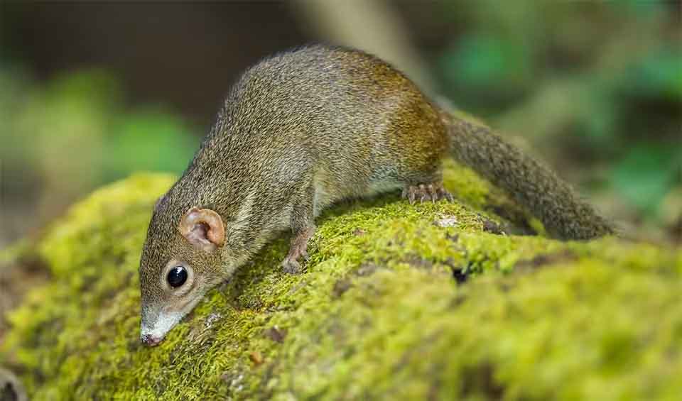 Scandentia– Treeshrews: facts, distribution & population | BioDB