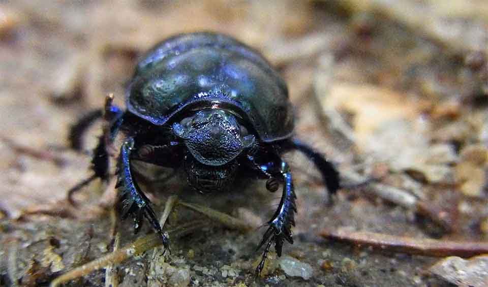 Scarabaeidae - Scarab beetles: facts, distribution & population | BioDB