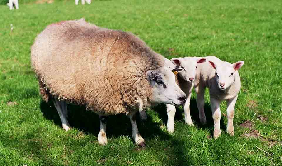Domestic sheep facts, distribution & population | BioDB