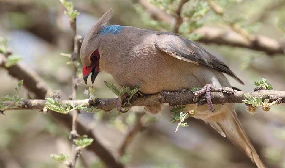 Blue-naped mousebird facts, distribution & population | BioDB