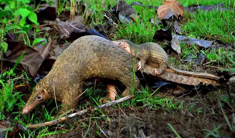 Ground pangolin facts, distribution & population | BioDB