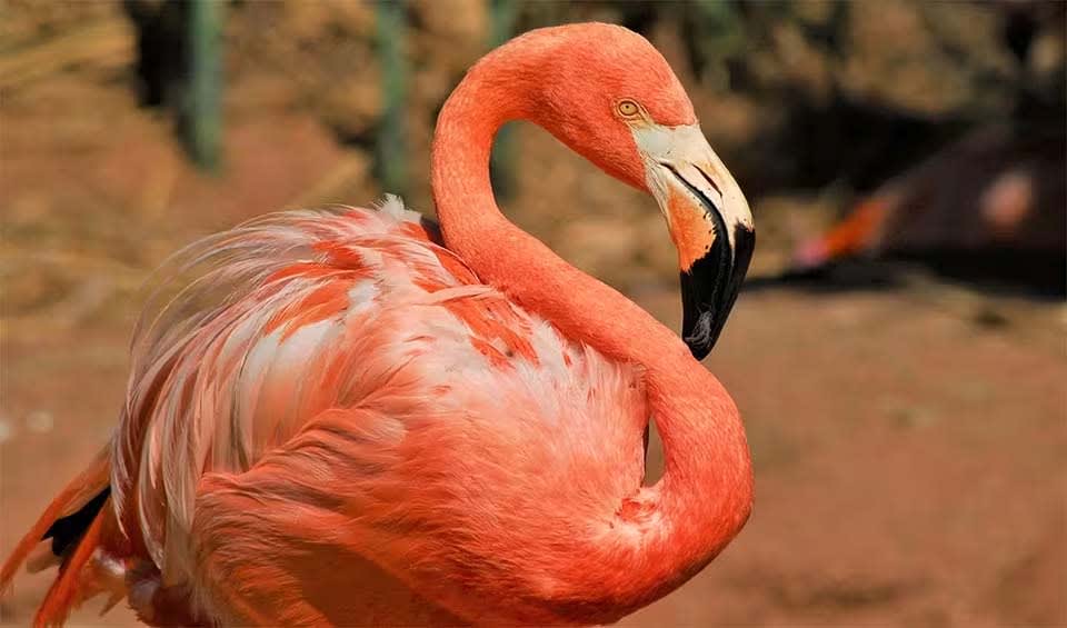 American flamingo facts, distribution & population | BioDB