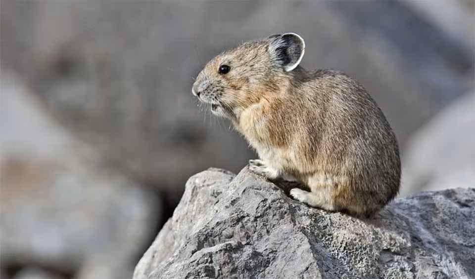 American pika facts, distribution & population | BioDB