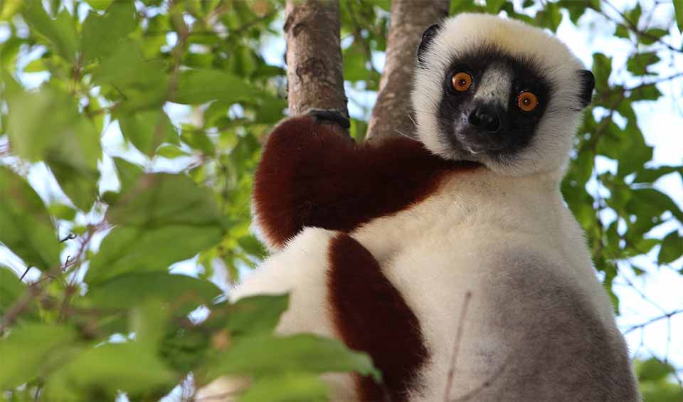 Propithecus - Sifaka: facts, distribution & population | BioDB