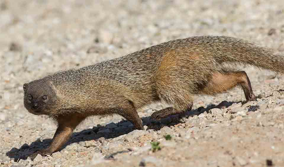 Herpestes - Slender mongooses: facts, distribution & population | BioDB