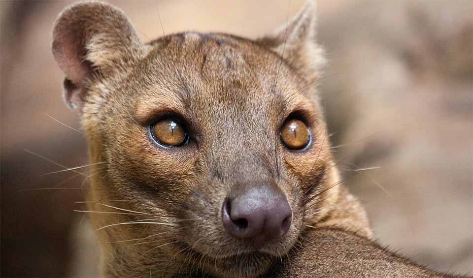 Fossa facts, distribution & population | BioDB