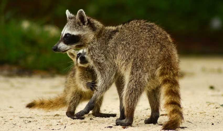 Procyon - Raccoons: facts, distribution & population | BioDB