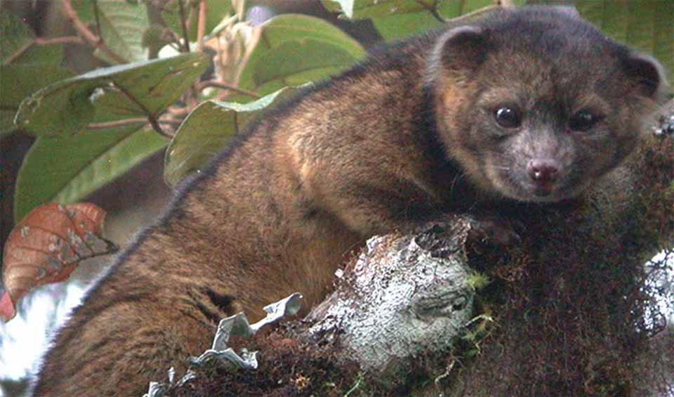 Olinguito facts, distribution & population | BioDB
