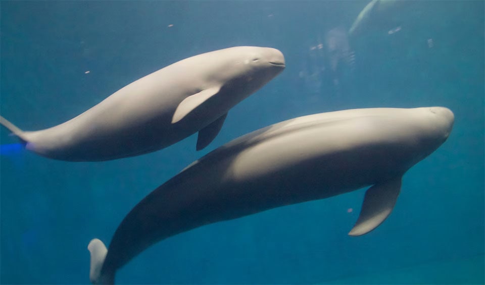 Neophocaena - Finless porpoise: facts, distribution & population | BioDB