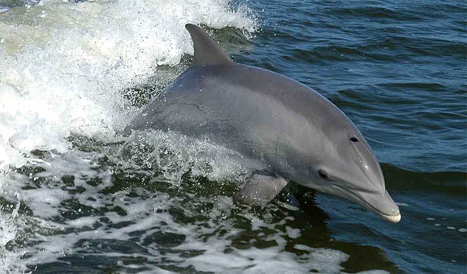 Tursiops - Bottlenose dolphin: facts, distribution & population | BioDB
