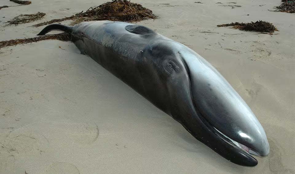 Caperea - Pygmy right whale: facts, distribution & population | BioDB