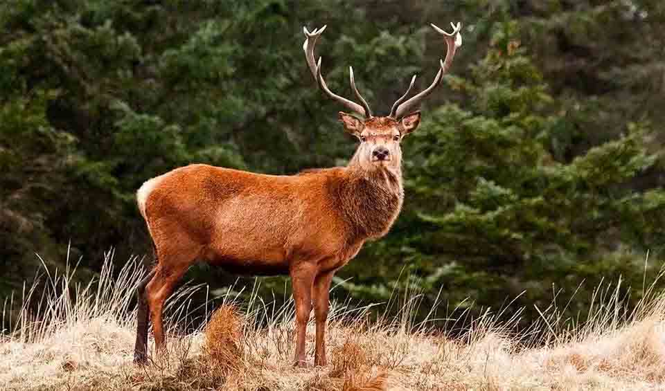 Cervus - True deer: facts, distribution & population | BioDB