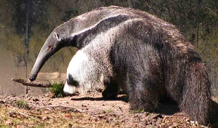 Myrmecophagidae - Anteaters: facts, distribution & population | BioDB