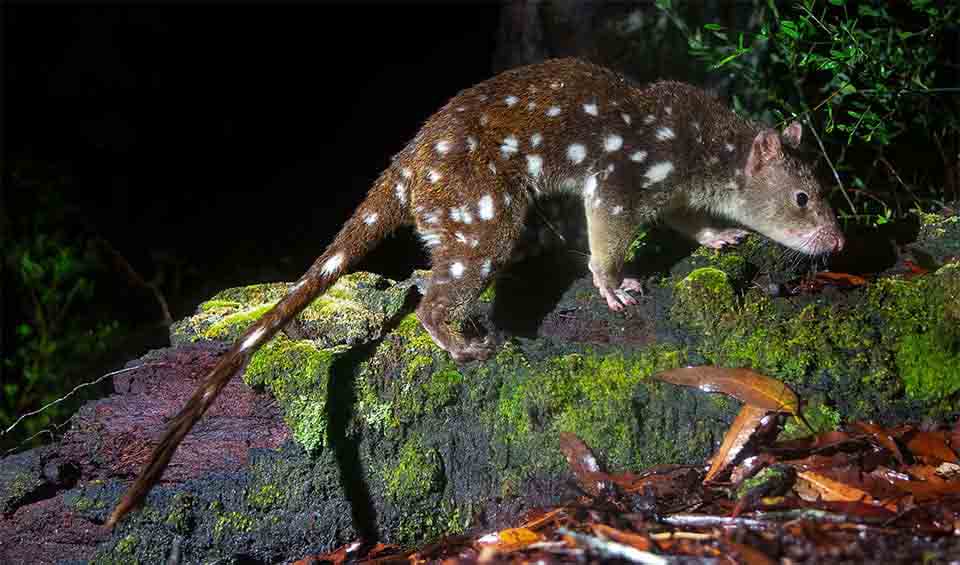 Tiger quoll facts, distribution & population | BioDB