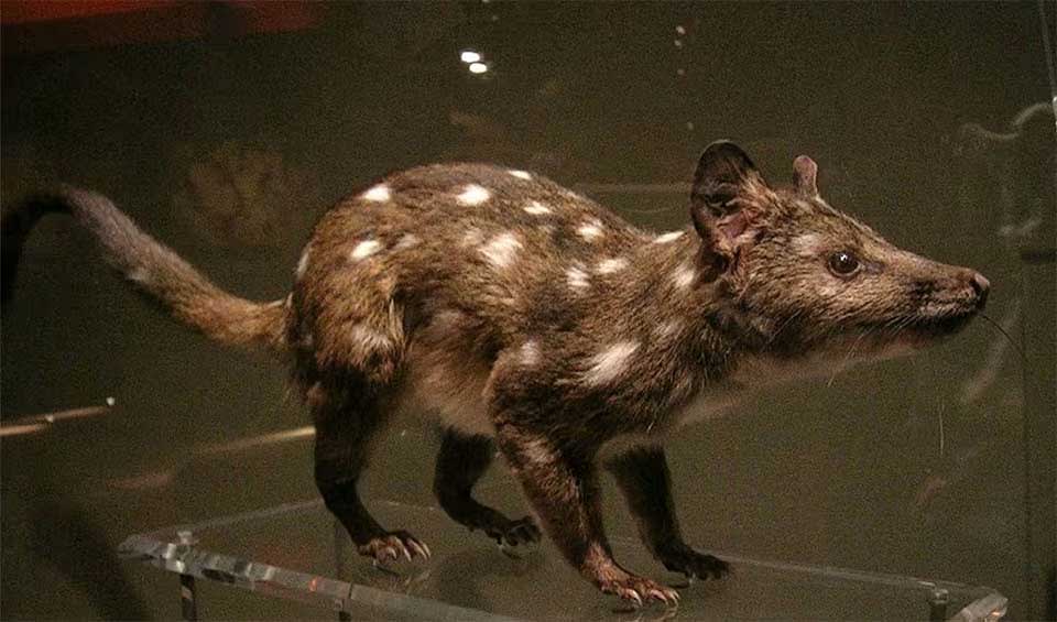 Western quoll facts, distribution & population | BioDB