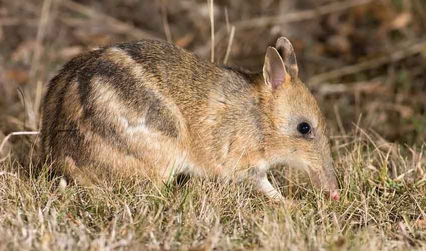 Peramelidae -Bandicoots: facts, distribution & population | BioDB