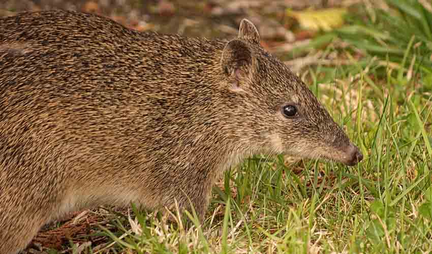 Isoodon - Short-nosed bandicoots: facts, distribution & population | BioDB