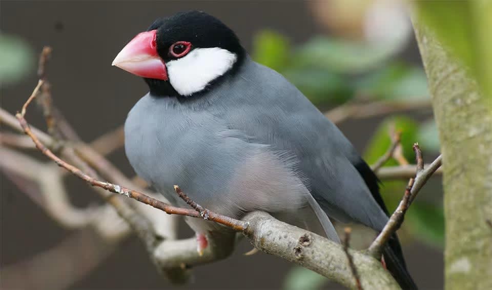 Java sparrow facts, distribution & population | BioDB