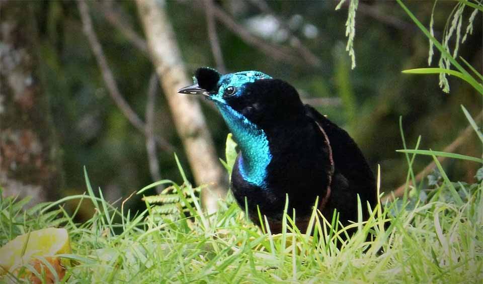 Astrapia: facts, distribution & population | BioDB