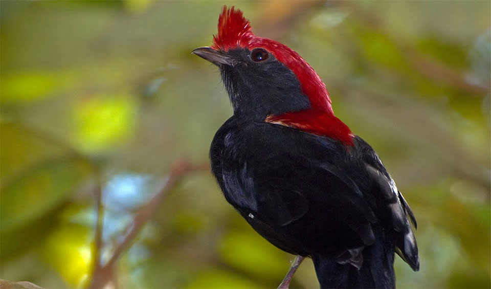 Chiroxiphia: facts, distribution & population | BioDB