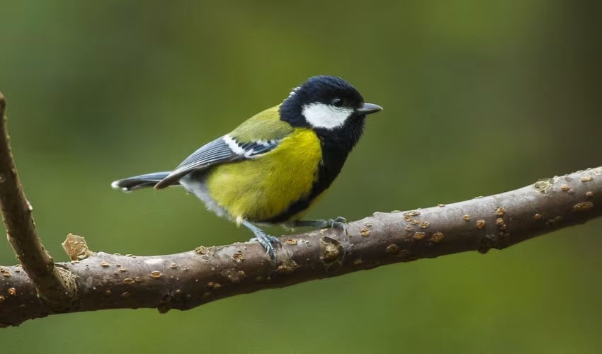 Parus: facts, distribution & population | BioDB