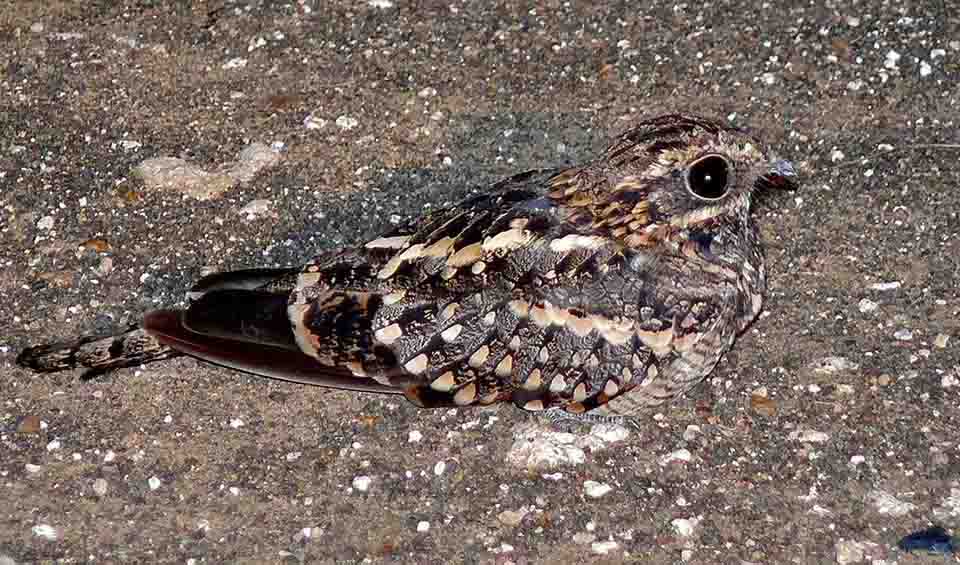 Square-tailed nightjar facts, distribution & population | BioDB