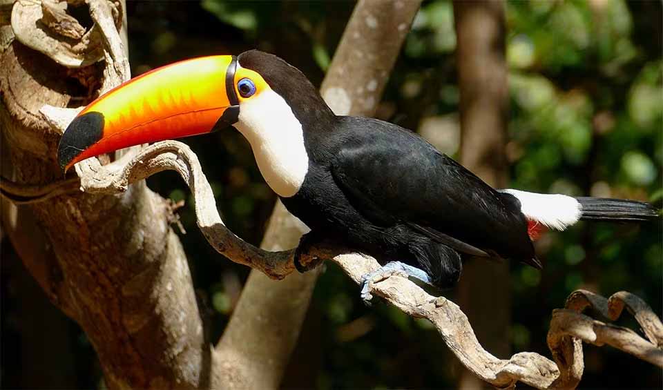 toco toucan size