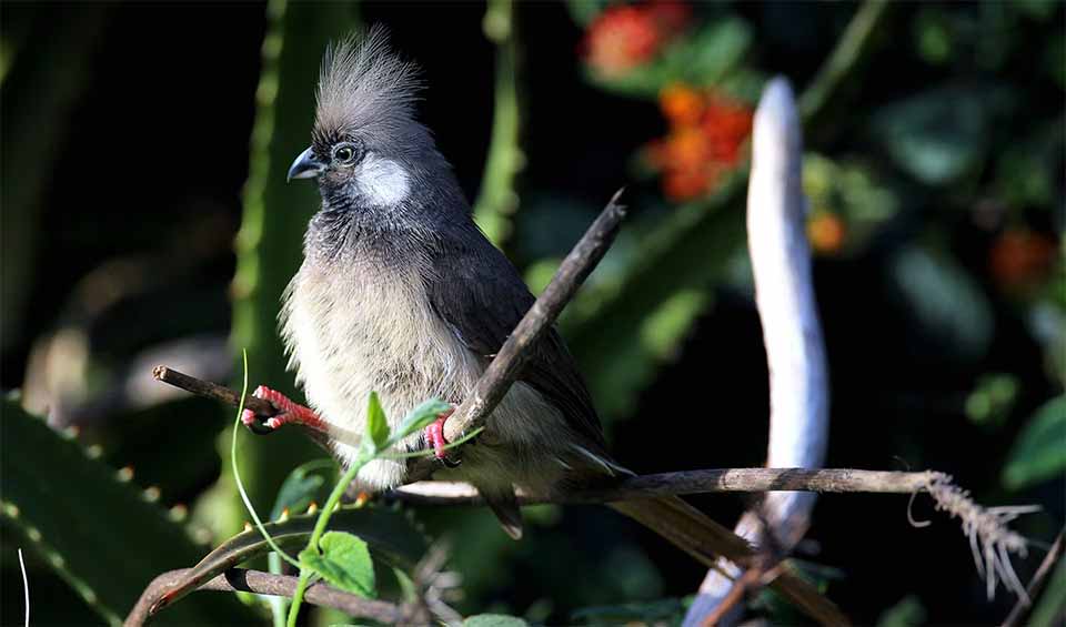 Colius: facts, distribution & population | BioDB