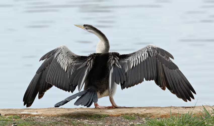Anhinga – Anhingas: facts, distribution & population | BioDB