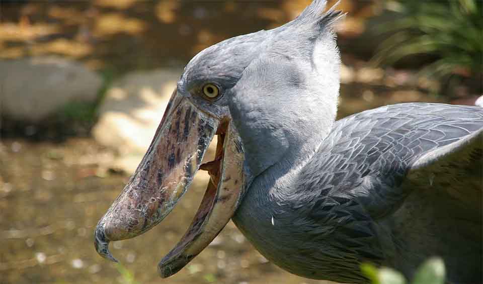Balaenicipitidae – Shoebill: facts, distribution & population | BioDB