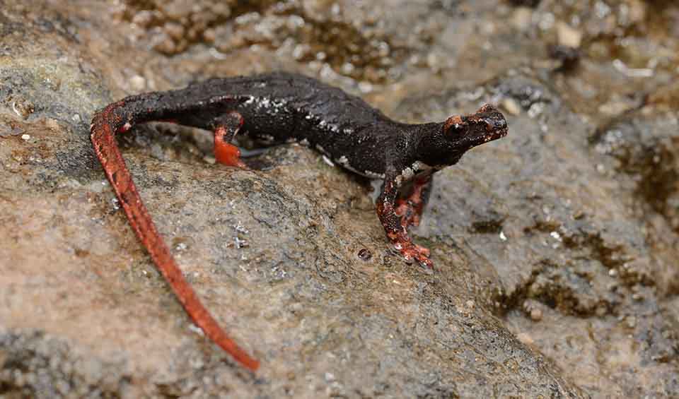 Spectacled salamander facts, distribution & population | BioDB