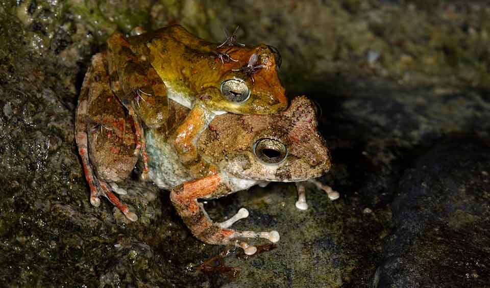 Ryukyu Kajika frog facts, distribution & population | BioDB