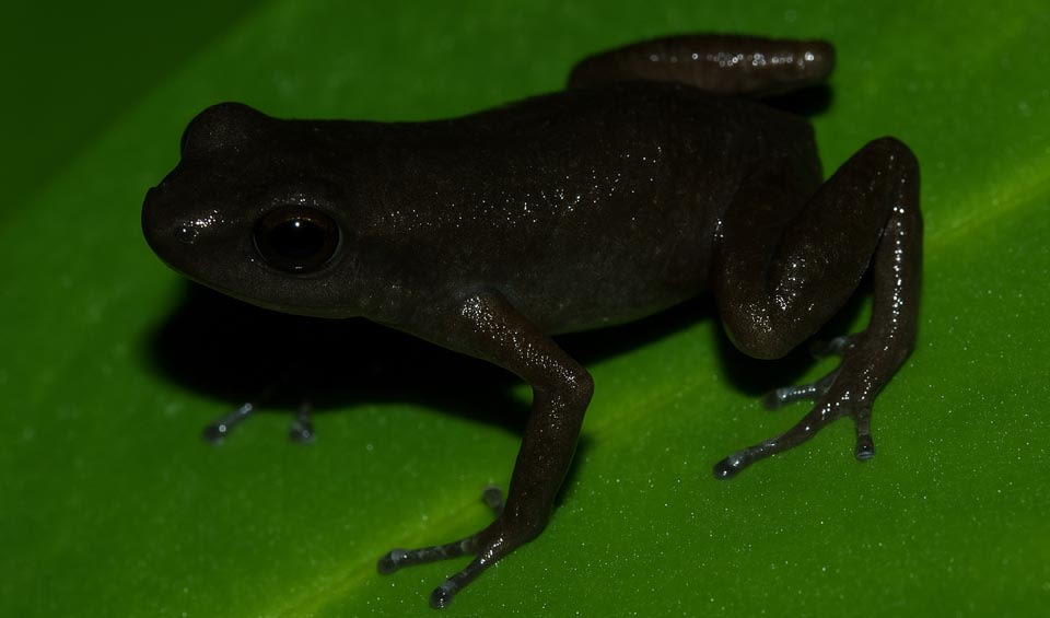 Venezuelan skunk frog facts, distribution & population | BioDB