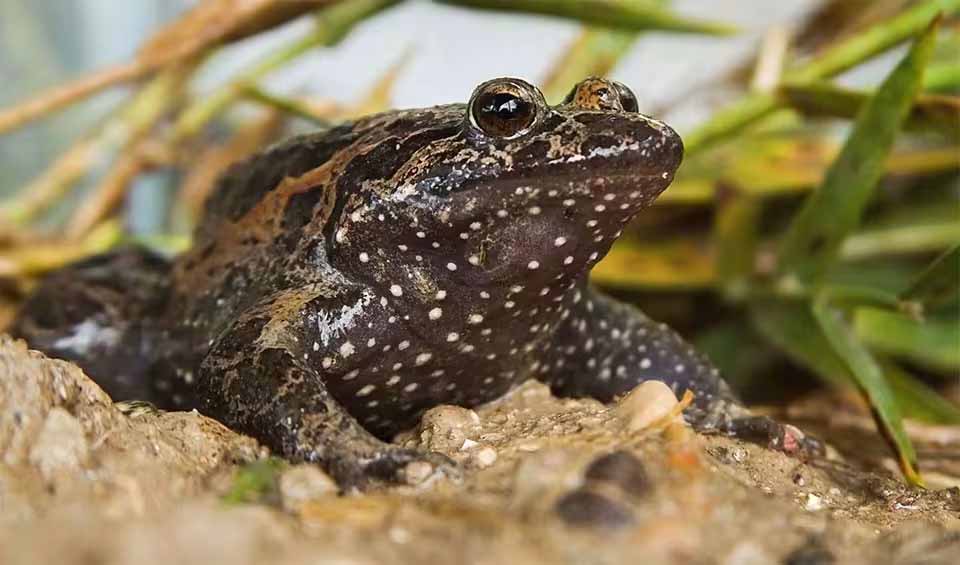 Hula painted frog facts, distribution & population | BioDB