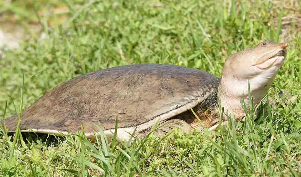 soft shell turtle lifespan