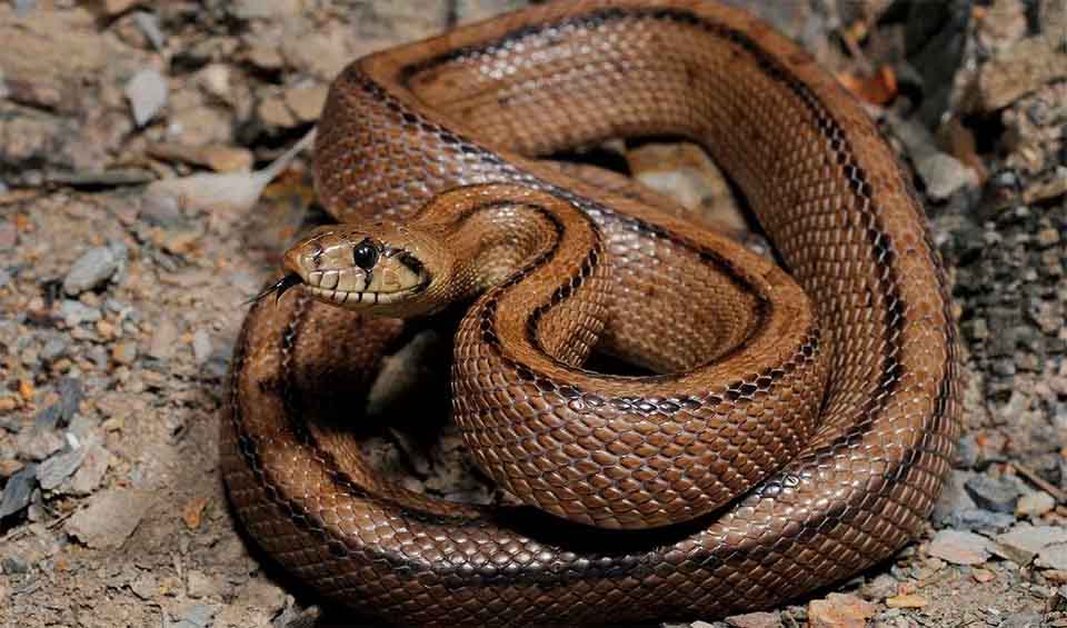 Ladder snake facts, distribution & population | BioDB