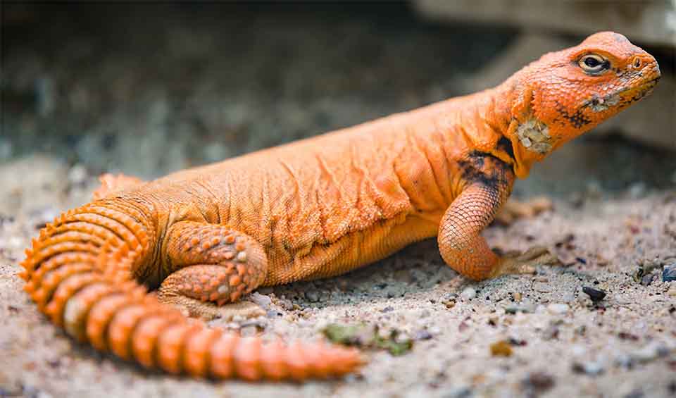 Uromastyx - Spiny-tailed lizards: facts, distribution & population | BioDB