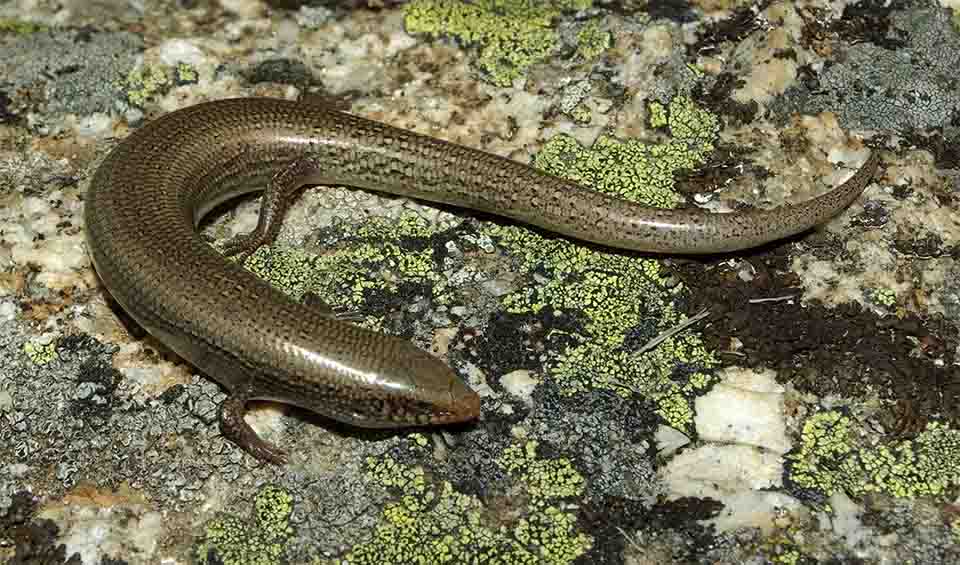 Chalcides: facts, distribution & population | BioDB