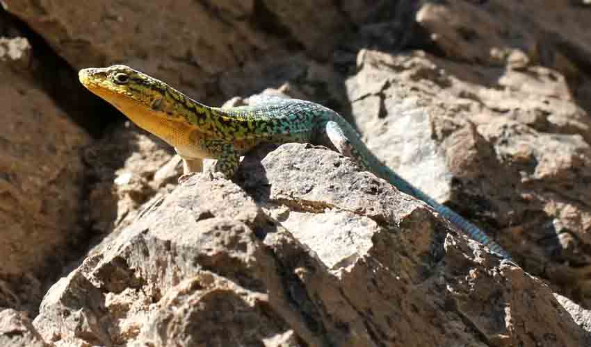 Liolaemus – Iguanian lizards: facts, distribution & population | BioDB