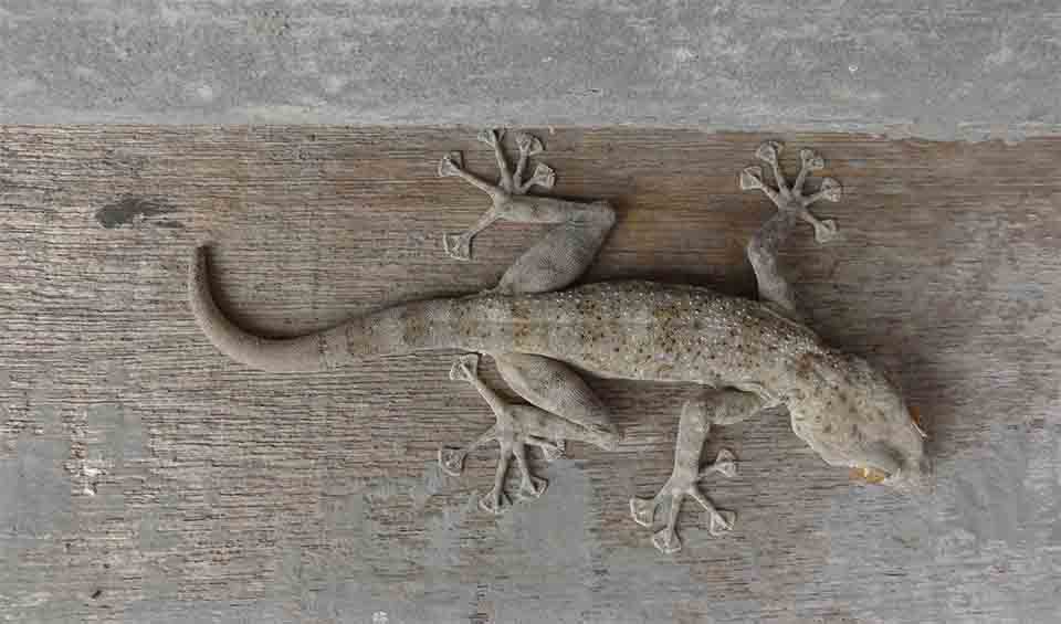 Ptyodactylus - Fan-fingered geckos: facts, distribution & population ...