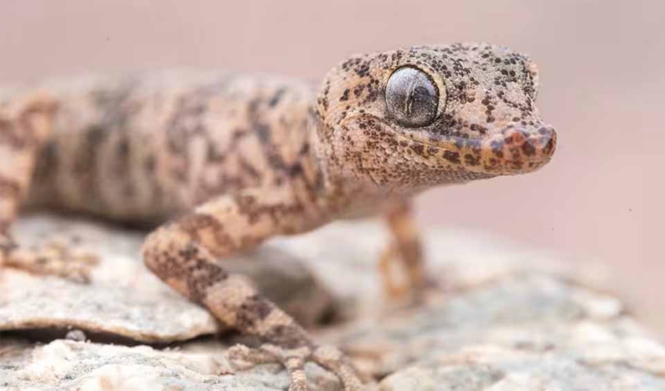leaf toed gecko