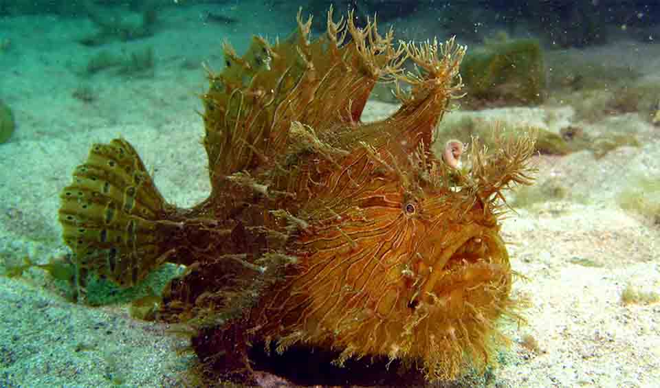 Lophiiformes - Anglerfish: facts, distribution & population | BioDB