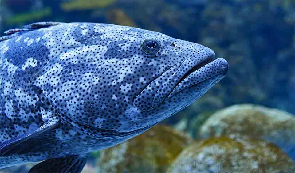Serranidae - Sea basses & groupers: facts, distribution & population ...