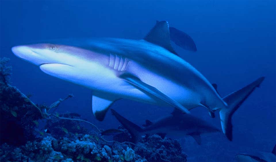 Carcharhinus - Requiem sharks: facts, distribution & population | BioDB