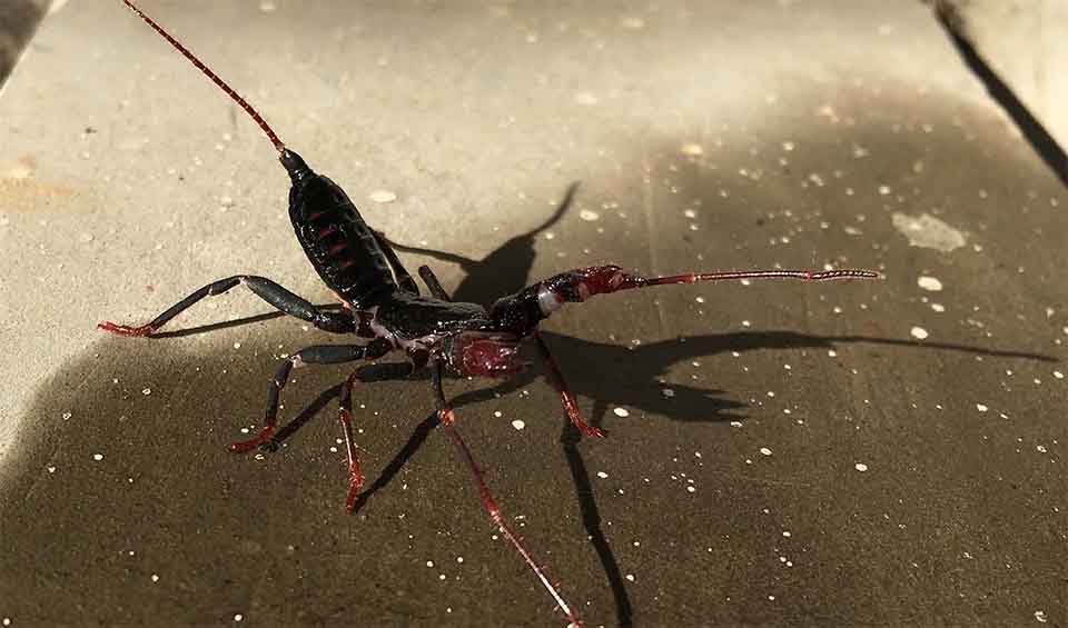 Uropygi - Whip scorpions: facts, distribution & population | BioDB