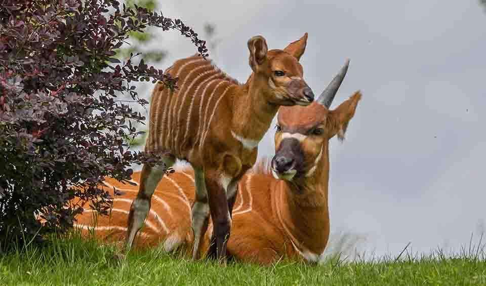 Bongo facts, distribution & population | BioDB