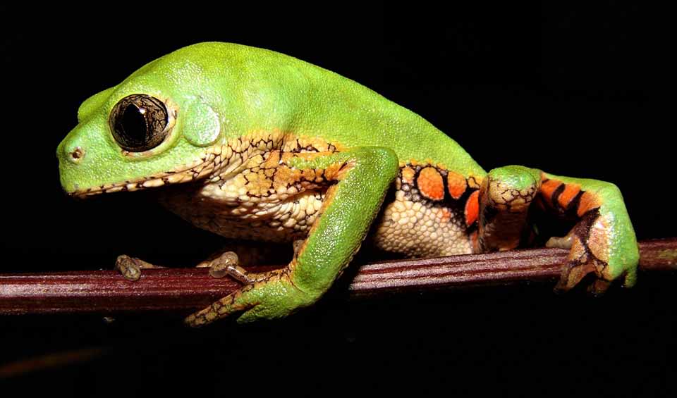 Reticulate leaf frog facts, distribution & population | BioDB