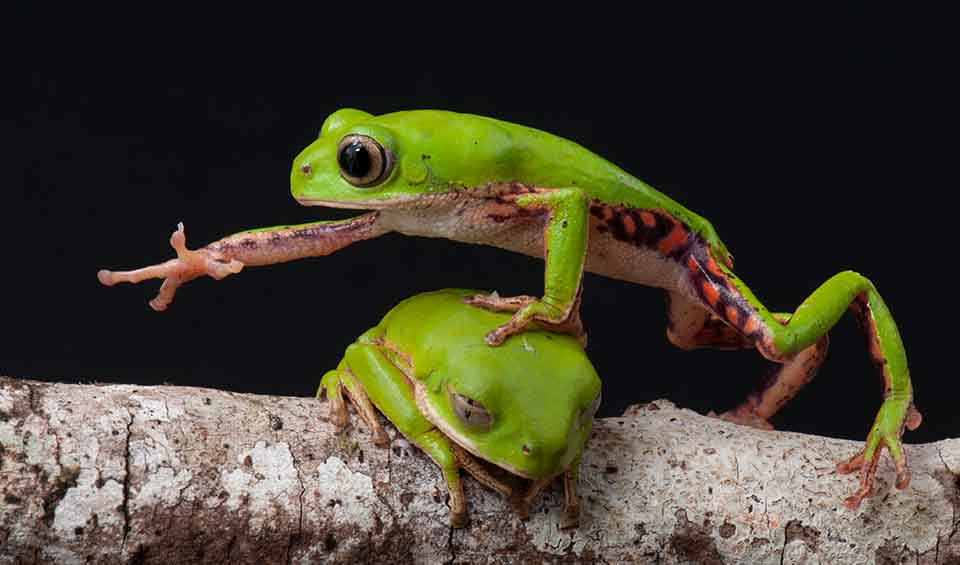 Pithecopus: facts, distribution & population | BioDB